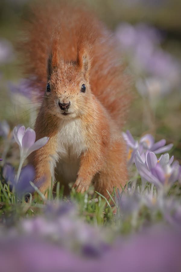 Red squirrel in spring stock image. Image of creatures - 51399727