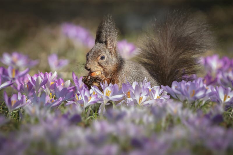 Red squirrel in spring stock photo. Image of posing, krocus - 51206350