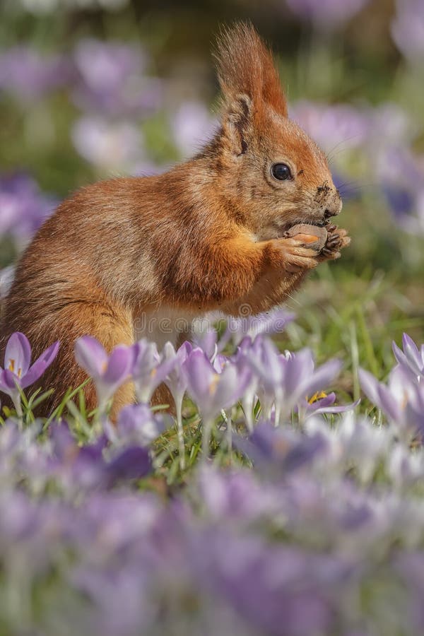 Red squirrel in spring stock photo. Image of krocus, creature - 51206514