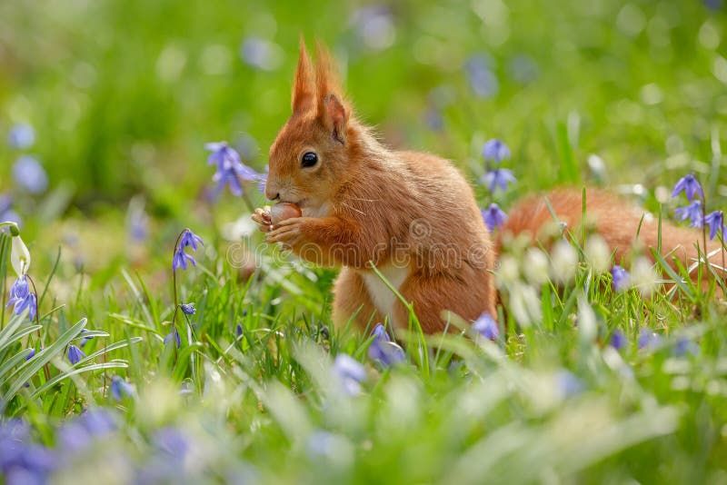 Red squirrel in spring stock image. Image of curious - 40502287