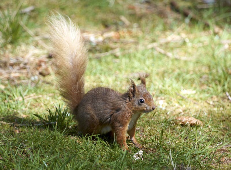 Red Squirrel Standing Alert on the Ground Stock Photo - Image of ...
