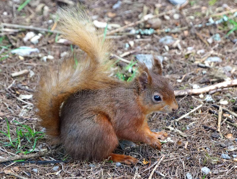 Red Squirrel Standing Alert on the Ground Stock Image - Image of ...