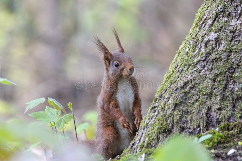 Red Squirrel Standing Behind a Tree in the Forest Stock Photo - Image ...