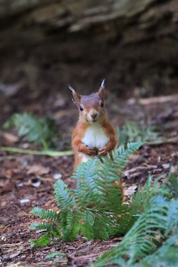Red Squirrel Standing in a Forest Stock Image - Image of standing ...