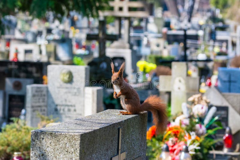 Squirrel Stand on the Grave Stock Image - Image of wildlife, small ...