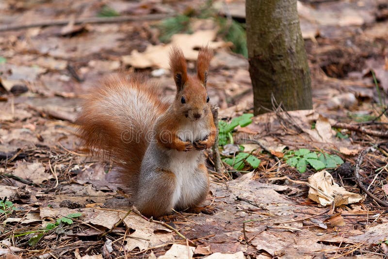 Red Squirrel Standing on the Ground in the Autumn Park Stock Photo ...