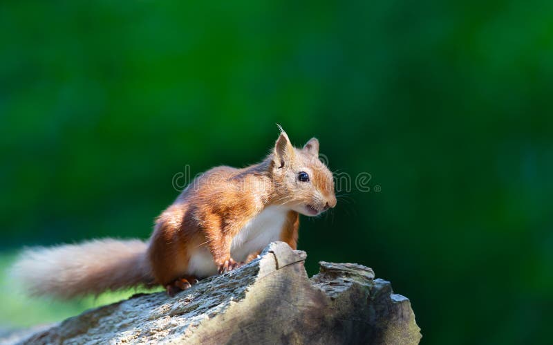 Red Squirrel Standing on a Tree Stump Stock Image - Image of funny, close: 345734385