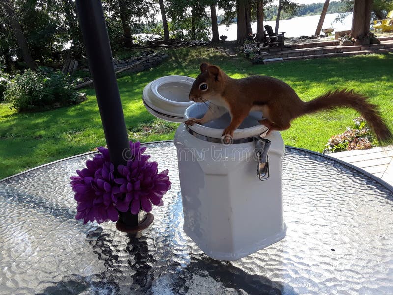 Red Squirrel Stash stock image. Image of squirrel, lake - 256158925