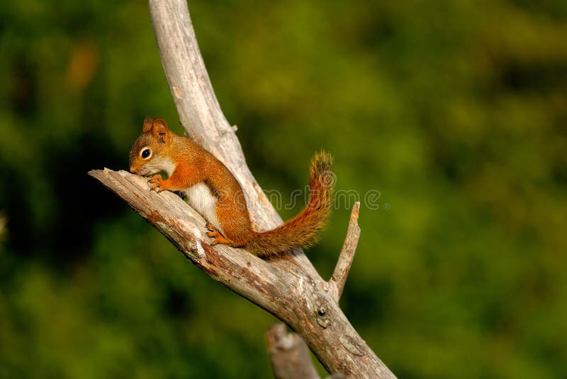 Red squirrel stock photo. Image of wild, animal, outdoor - 48065762