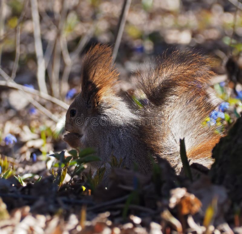 Red Squirrel Staying at Park View from Back Stock Photo - Image of ...