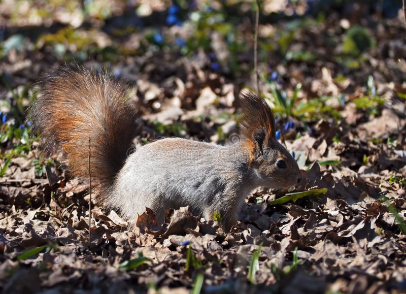 Red squirrel side view stock photo. Image of wild, vulgaris - 39251626
