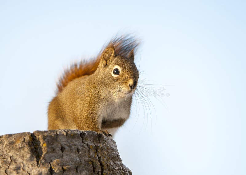 Red Squirrel on Stump Looking for Food in Alberta, Canada Stock Image ...