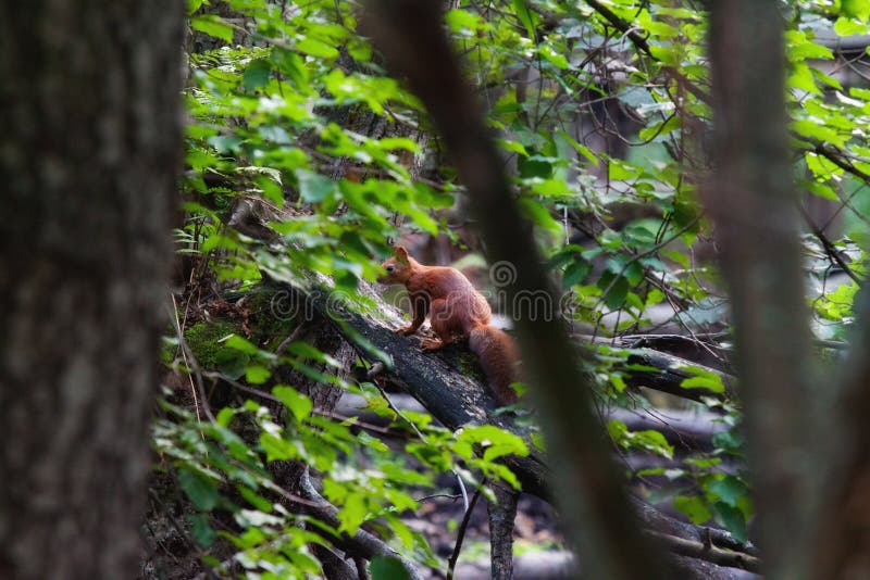 Red Squirrel in Summer Forest Stock Image - Image of treeswildlife ...