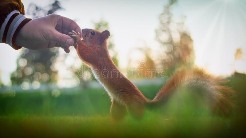 Red Squirrel Takes a Nut from His Hand Stock Photo - Image of mammal ...