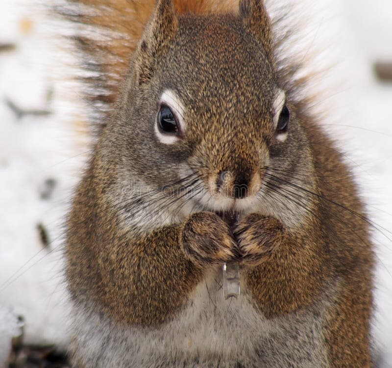 Red Squirrel in Tree stock image. Image of cheeky, sciuris - 29059349