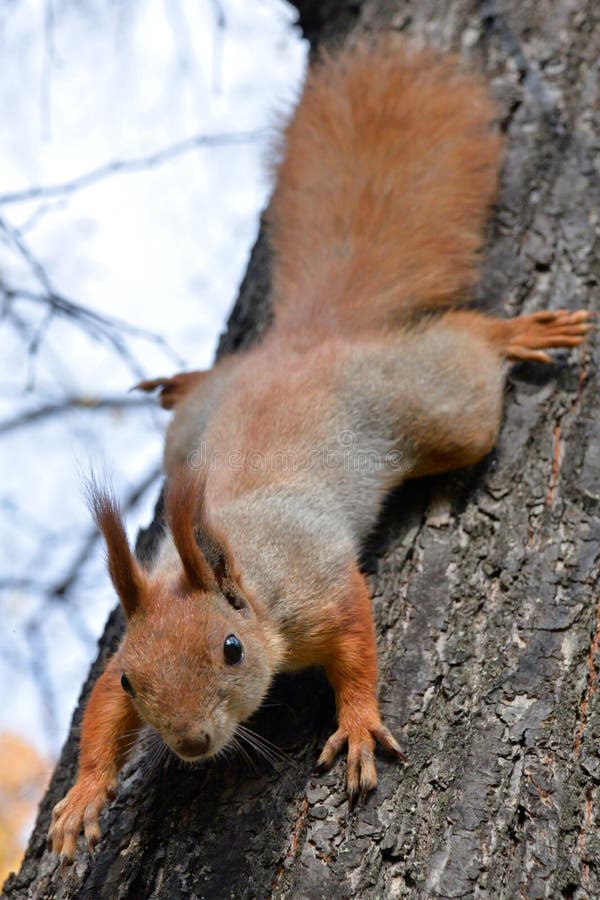 732 Ukraine Squirrel Stock Photos - Free & Royalty-Free Stock Photos ...