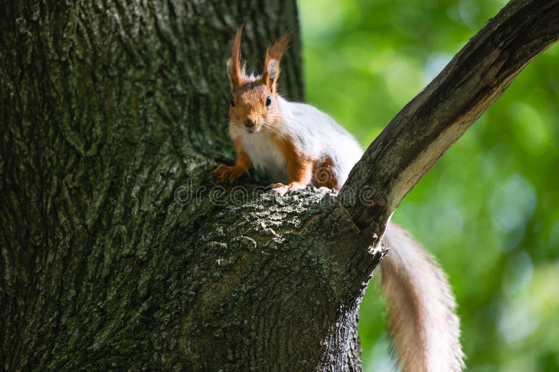 Red Squirrel on a Tree Branch Stock Image - Image of plant, grass ...