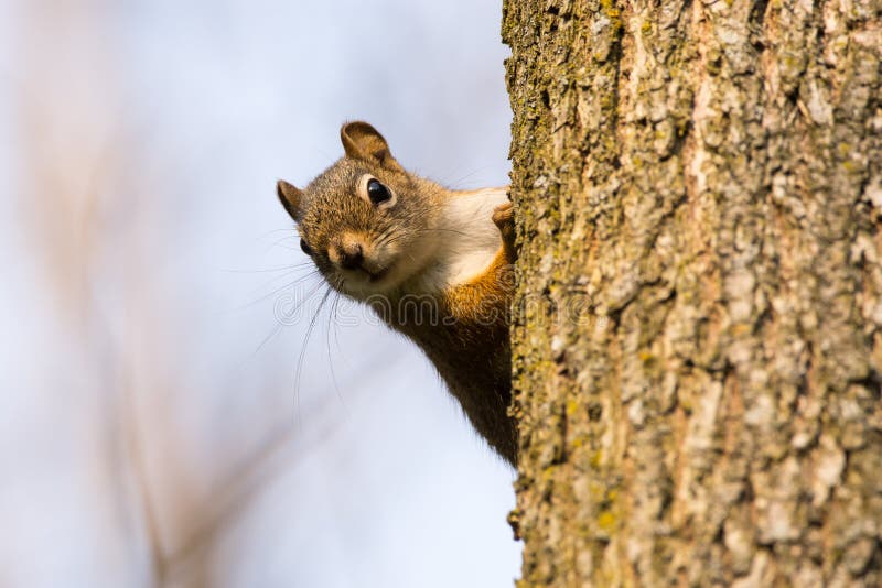 Red Squirrel stock image. Image of wisconsin, fauna, squirrel - 71137635