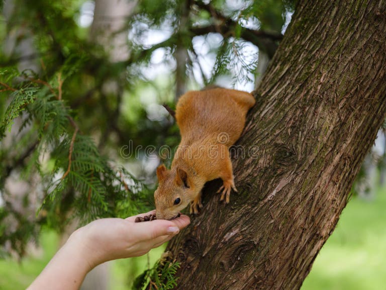 Red Squirrel on a Tree and a Human Hand with Nuts Stock Image - Image ...