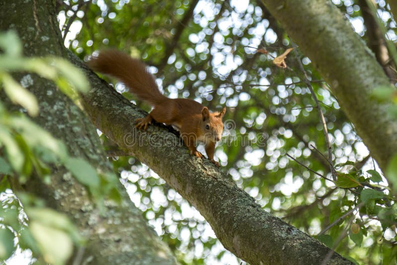 Red Squirrel on a Tree Looks Around Stock Photo - Image of adorable ...