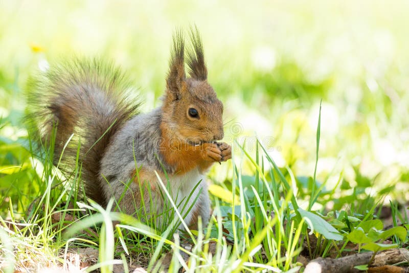 Red squirrel on a tree stock image. Image of pretty - 115805843