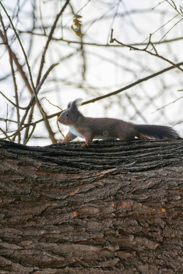 Red Squirrel on Tree Trunk, Forest Squirrel Sciurus Vulgaris Stock ...