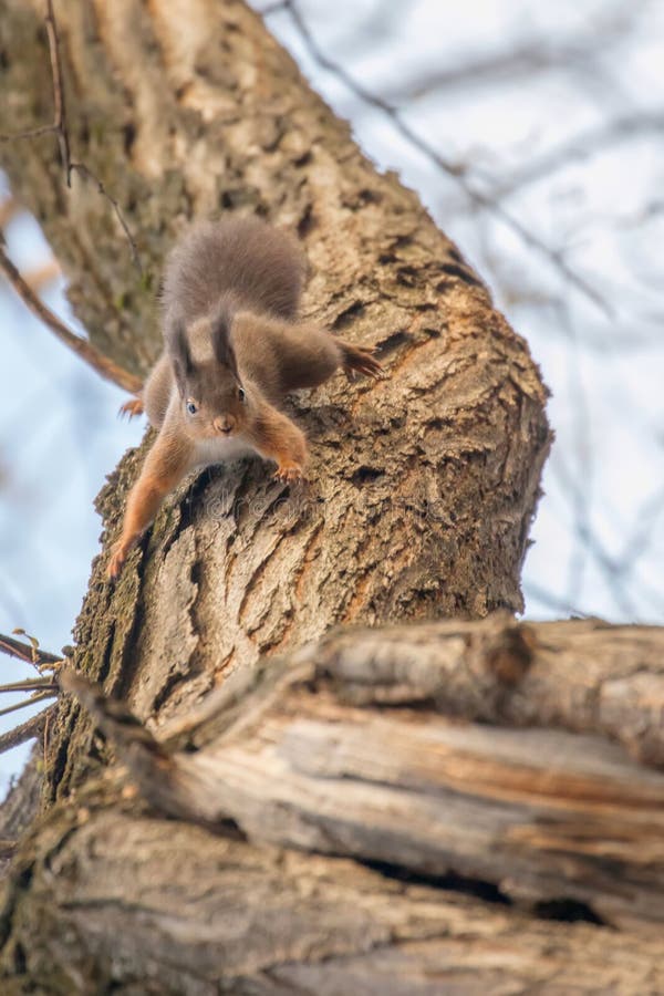 Red Squirrel on Tree Trunk, Forest Squirrel Sciurus Vulgaris Stock ...