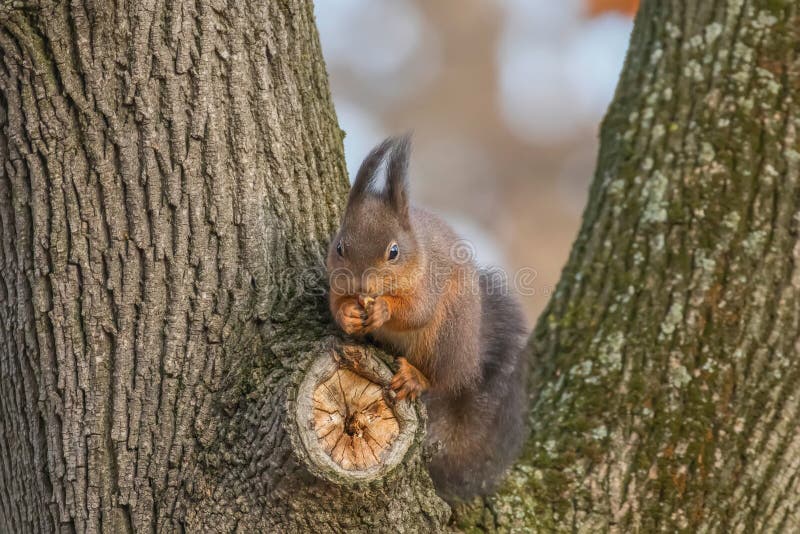 Red Squirrel on Tree Trunk, Forest Squirrel Sciurus Vulgaris Stock ...
