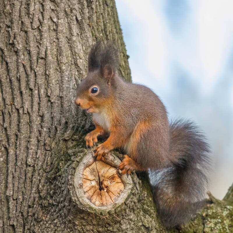 Red Squirrel on Tree Trunk, Forest Squirrel Sciurus Vulgaris Stock ...