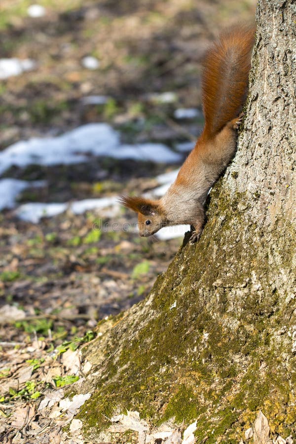 Red Squirrel on a Tree Trunk Hanging Down Stock Image - Image of furry ...