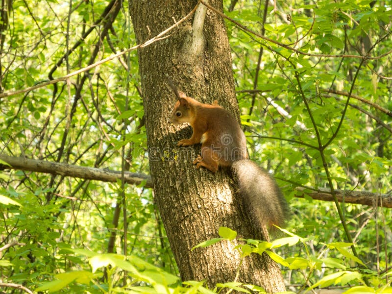 Red Squirrel on a Tree Trunk in Forest Stock Photo - Image of scene ...