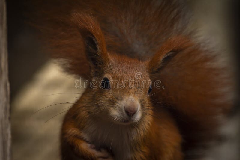 Red Squirrel with Very Long Hairy Tail and Ears Stock Photo - Image of ...