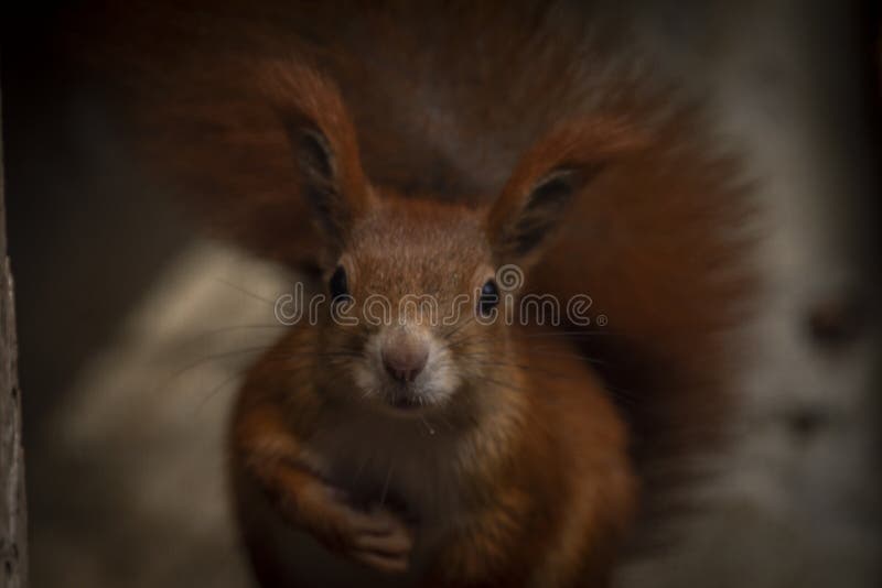 Red Squirrel with Very Long Hairy Tail and Ears Stock Photo - Image of ...