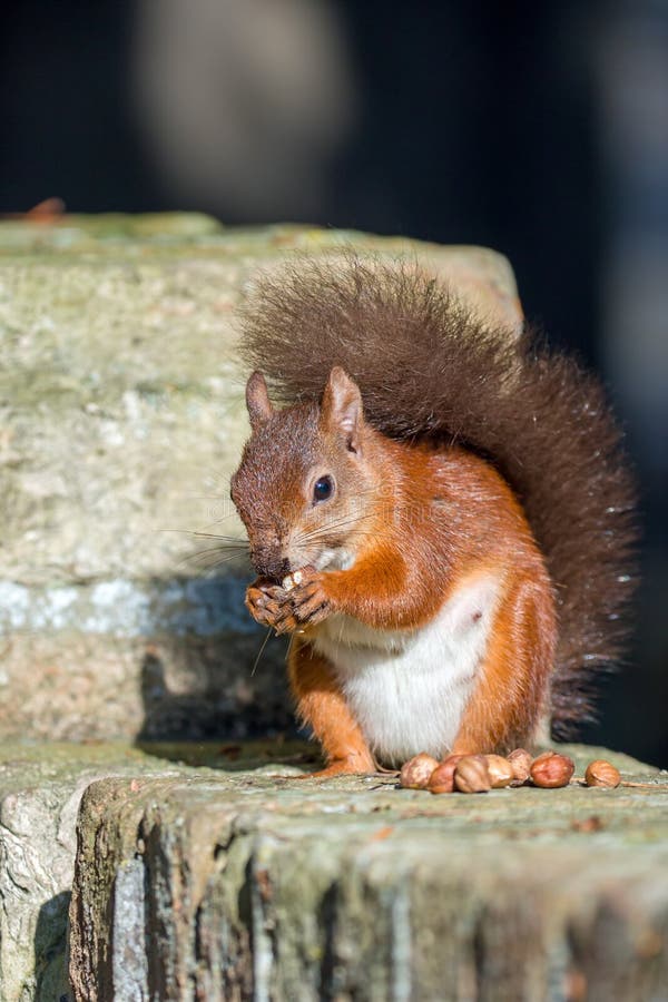 Red Squirrel on Wall stock photo. Image of eurasian, tree - 79762212