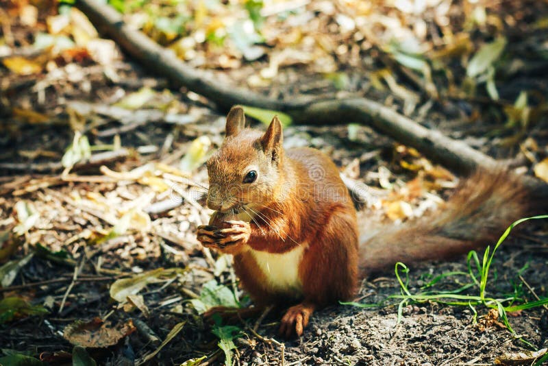 Red Squirrel with Walnut in Autumn Forest. Close Up View Stock Photo ...