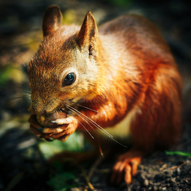 Red Squirrel with Walnut in Autumn Forest. Close Up View Stock Photo ...