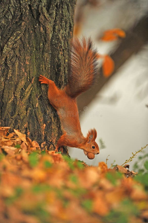 Red squirrel with walnut stock photo. Image of walnut - 262965990