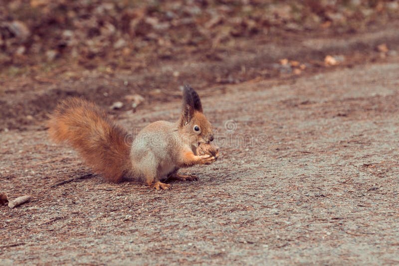 Red Squirrel with walnut stock photo. Image of shot, park - 37451660