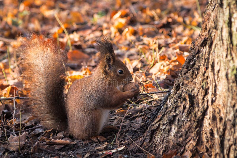 Red Squirrel with walnut stock photo. Image of shot, park - 37451660