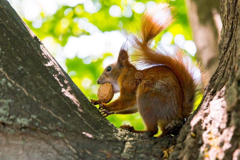 Squirrel with walnut stock photo. Image of eating, forest - 55188980