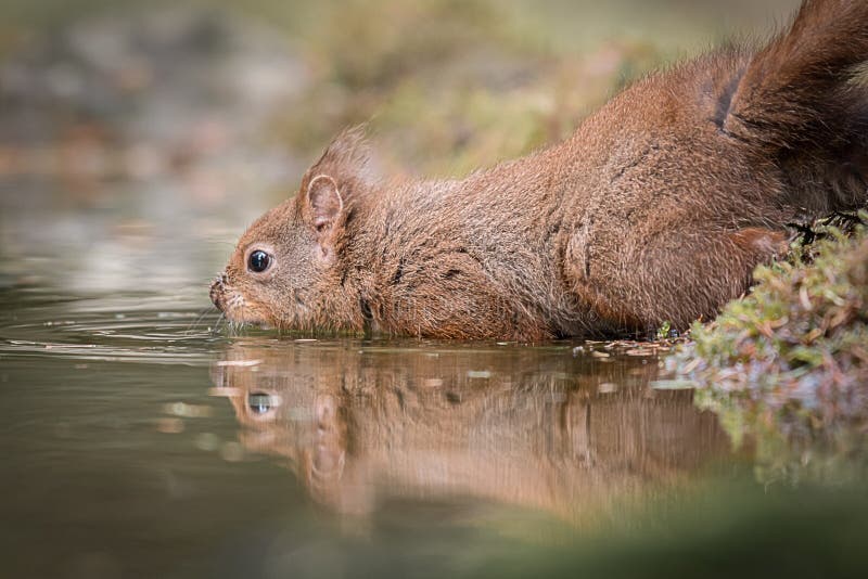Red squirrel in water stock photo. Image of close, wild - 114107658