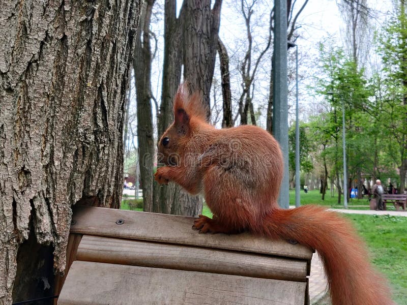 Red squirrel. Wild animal stock photo. Image of small - 343931682