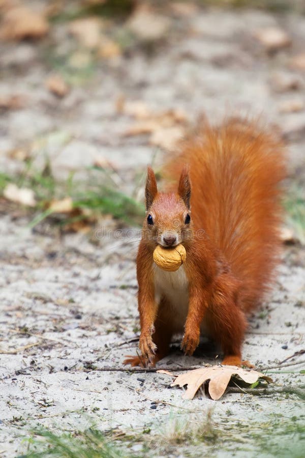Red squirrel in the wild stock image. Image of natural - 40389407