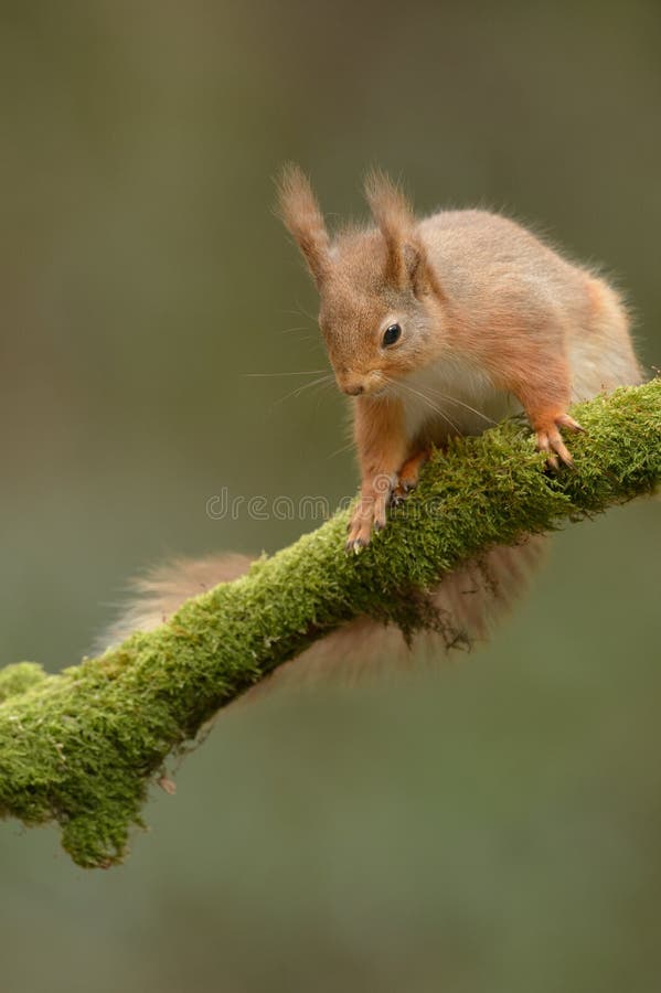 Red Squirrel stock photo. Image of beauty, woodland, northern - 39223936