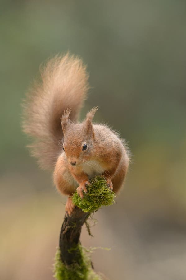 Red Squirrel stock image. Image of wildlife, feeding - 42470339