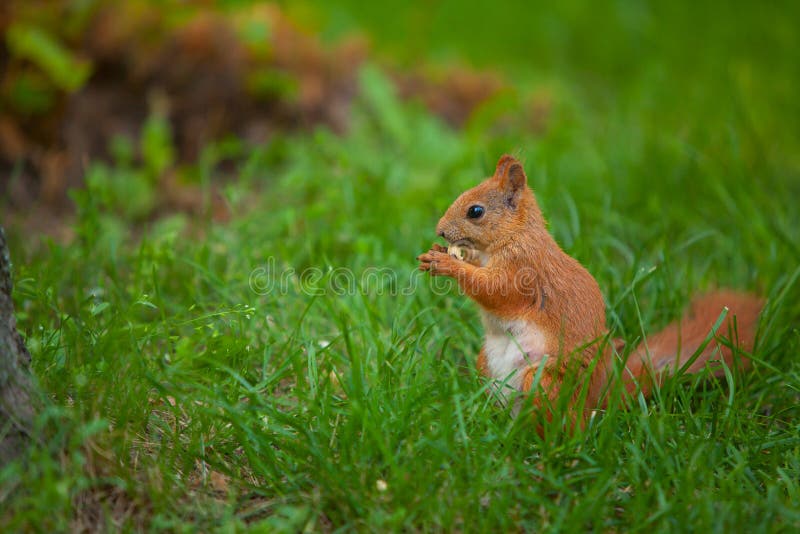 Red squirrel in wild stock photo. Image of mammal, wild - 76552816