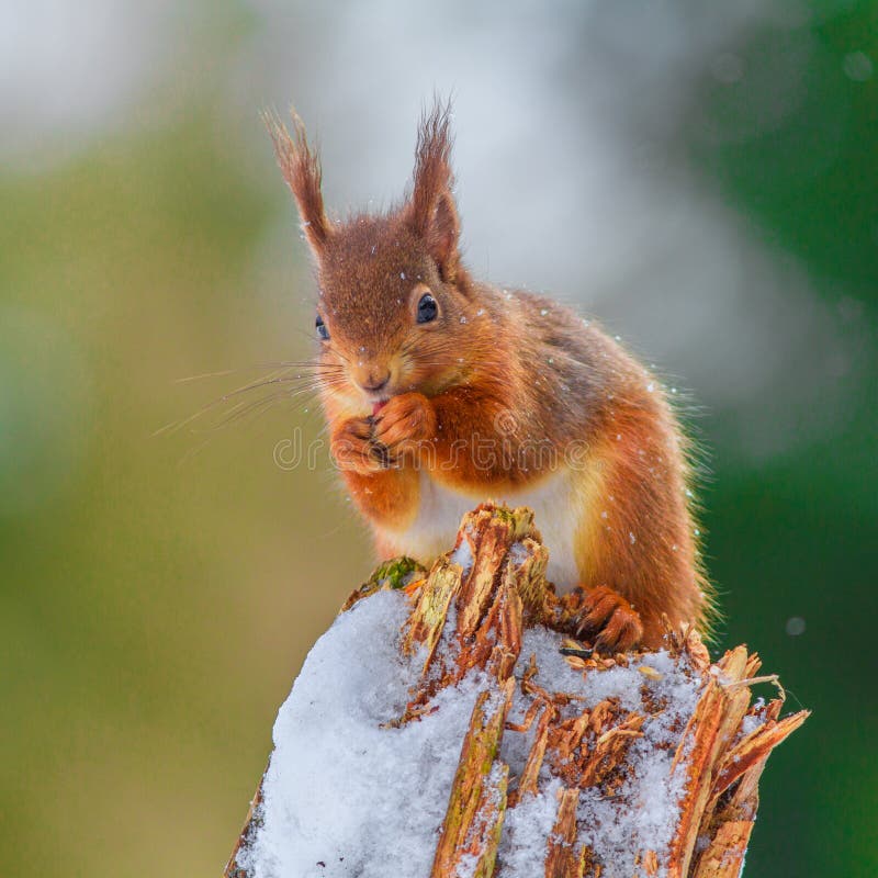 Red Squirrel With A Lovely Pair Of Conkers Stock Photo - Image of ...