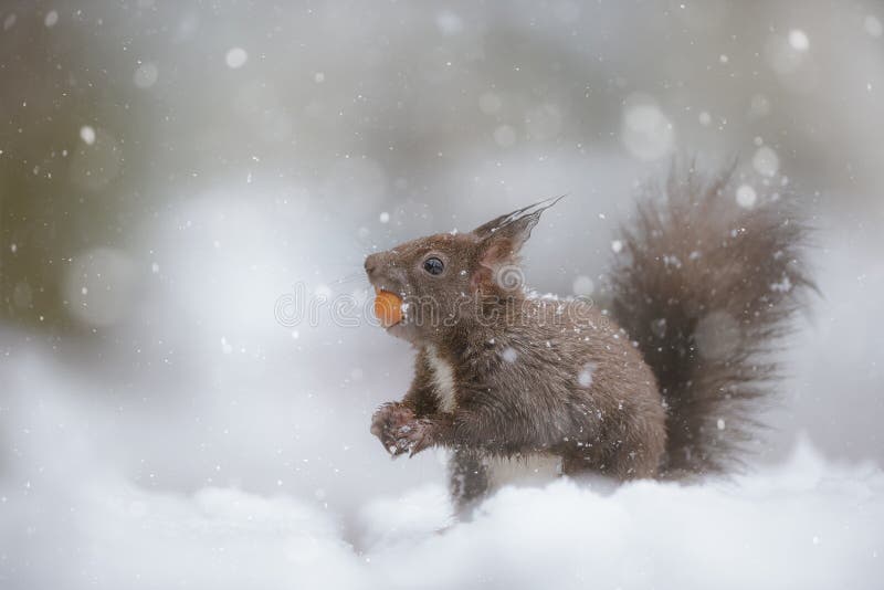 Red Squirrel in Winter Snow Fall Stock Photo - Image of squirrel ...