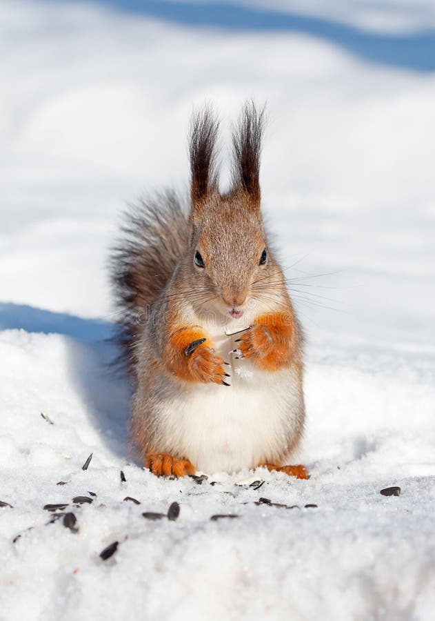 Red squirrel in winter stock photo. Image of wildlife - 37122612