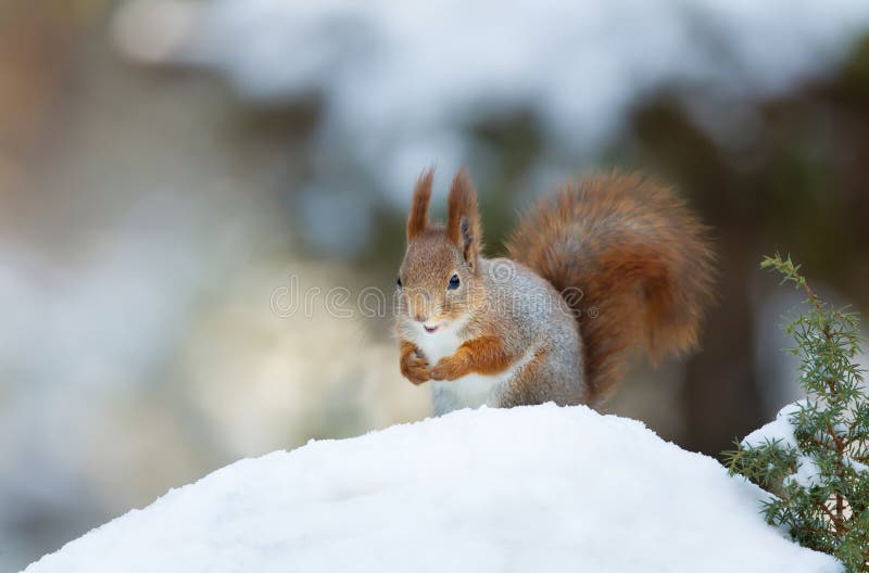 Red squirrel in winter stock photo. Image of beauty - 104604668